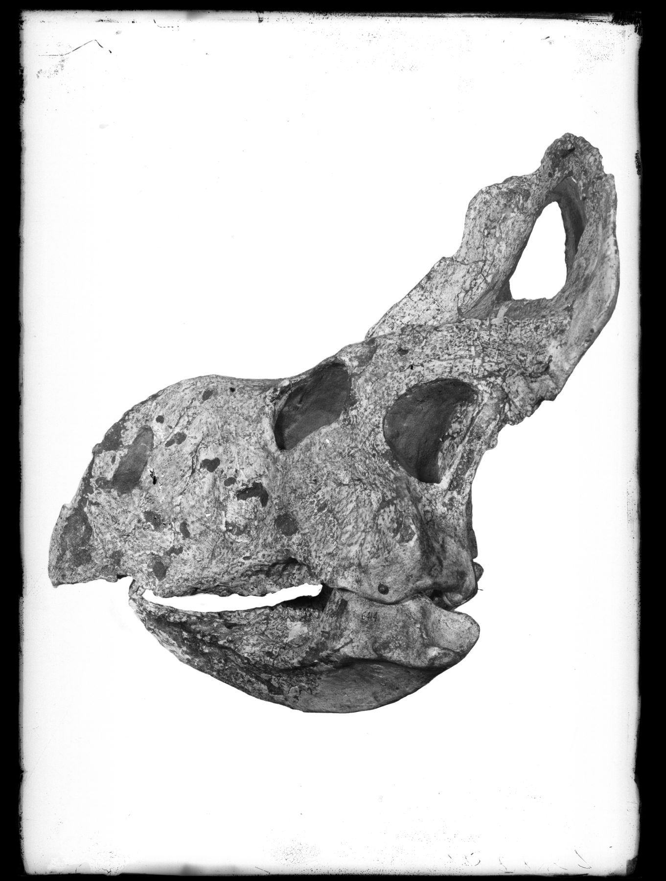 Protoceratops: a Frill, a Beak… and an Attitude – Institute for the ...