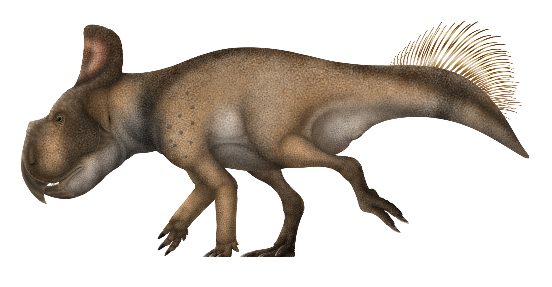 Protoceratops andrewsi Helps Shed New Light on Dinosaur Egg Incubation ...